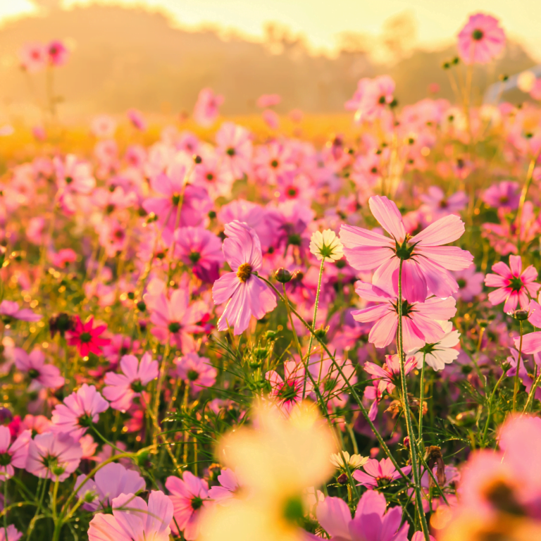 Picha nzuri za maua na misemo – Mhariri