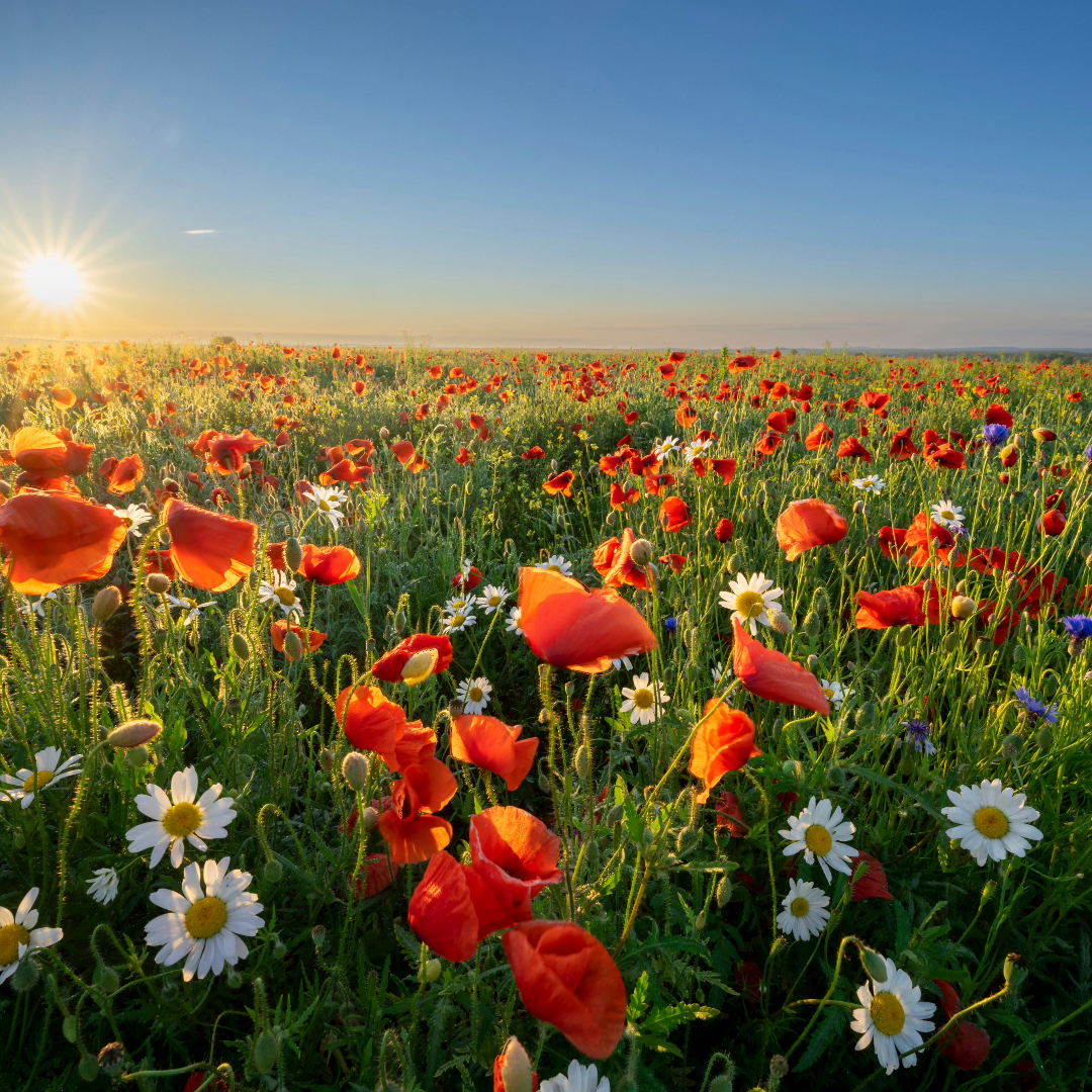 Picha nzuri za maua na misemo – Mhariri