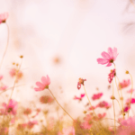 Picha nzuri za maua na misemo – Mhariri