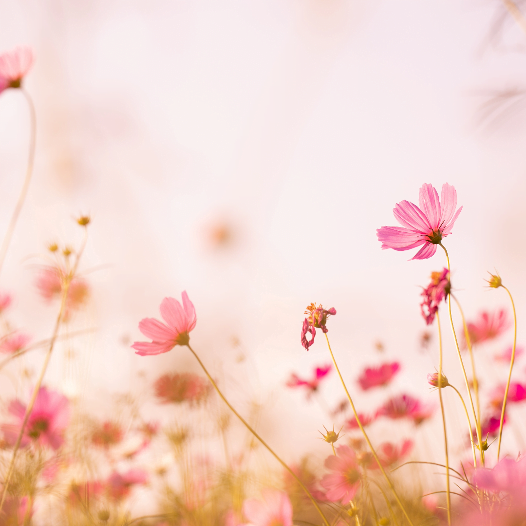 Picha nzuri za maua na misemo – Mhariri