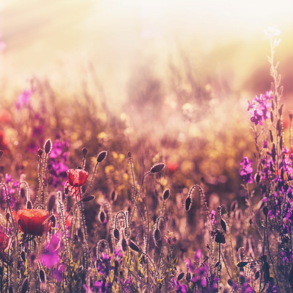 Picha nzuri za maua na misemo – Mhariri