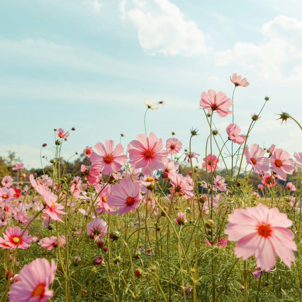 Picha nzuri za maua na misemo – Mhariri