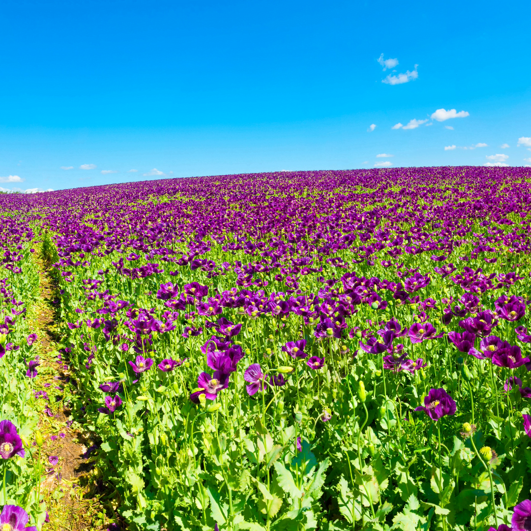 Picha nzuri za maua na misemo – Mhariri