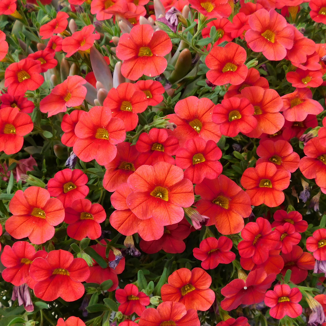 Picha nzuri za maua na misemo – Mhariri