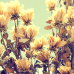 Picha nzuri za maua na misemo – Mhariri