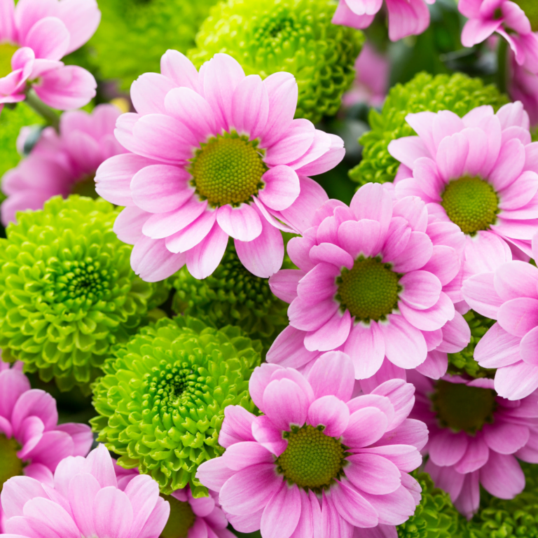 Picha nzuri za maua na misemo – Mhariri