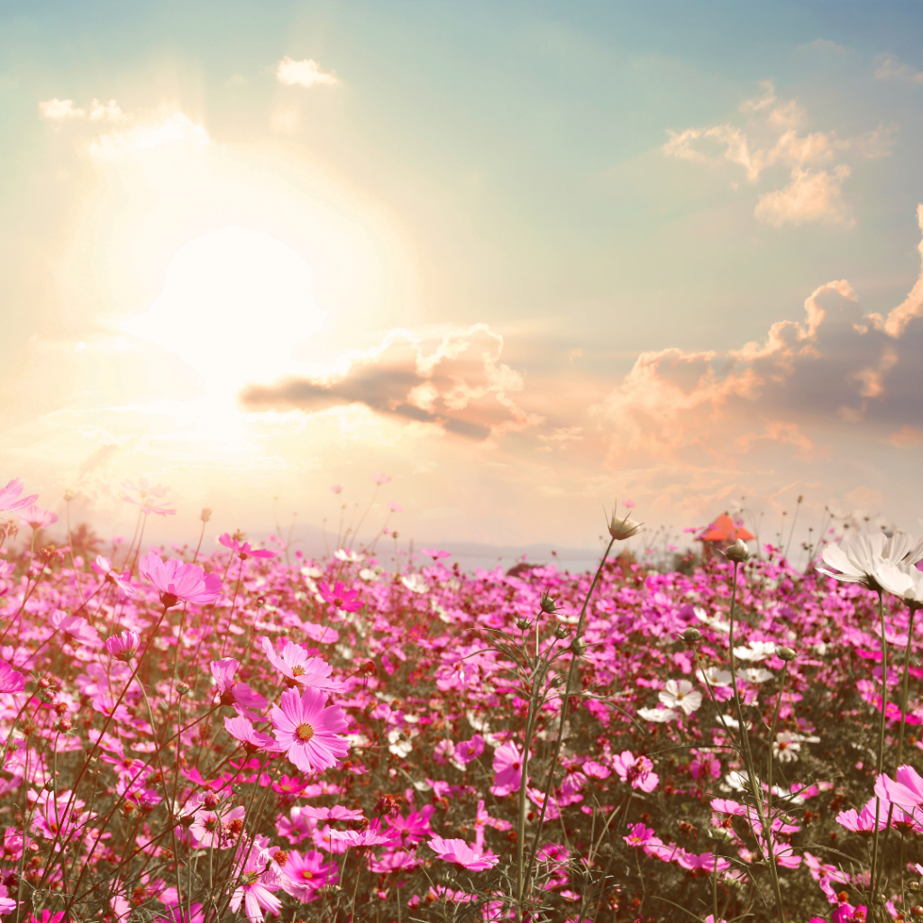 Picha nzuri za maua na misemo – Mhariri