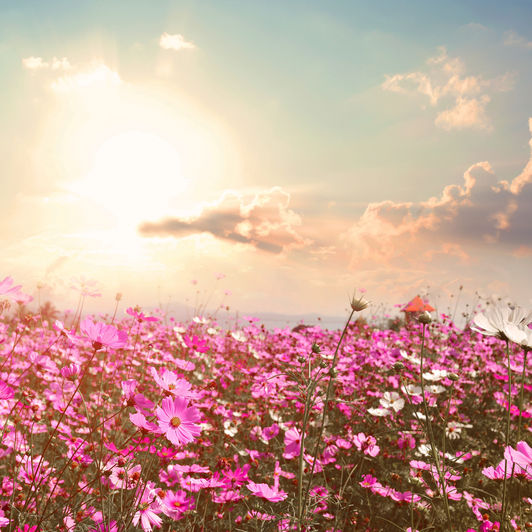 Picha nzuri za maua na misemo – Mhariri