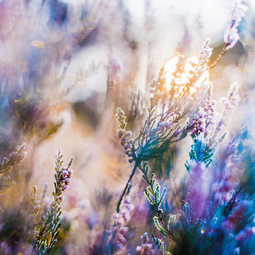 Picha nzuri za maua na misemo – Mhariri